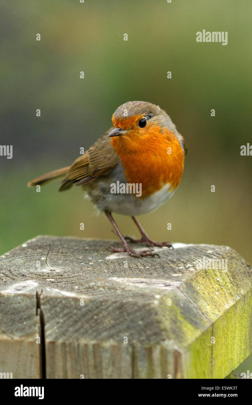 Robin on a fence hi-res stock photography and images - Alamy