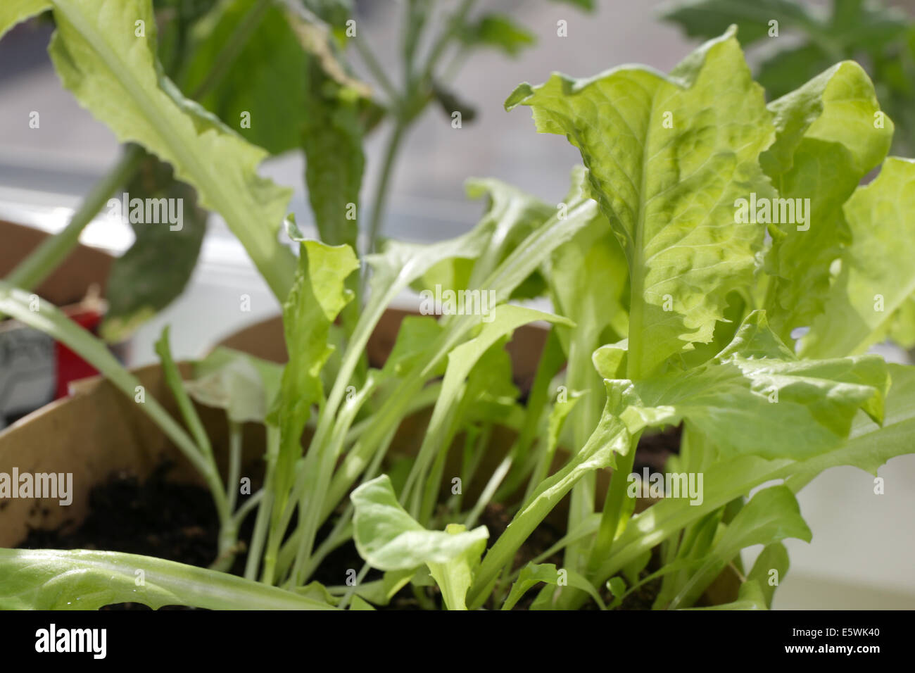 Growing lettuce window hi-res stock photography and images - Alamy