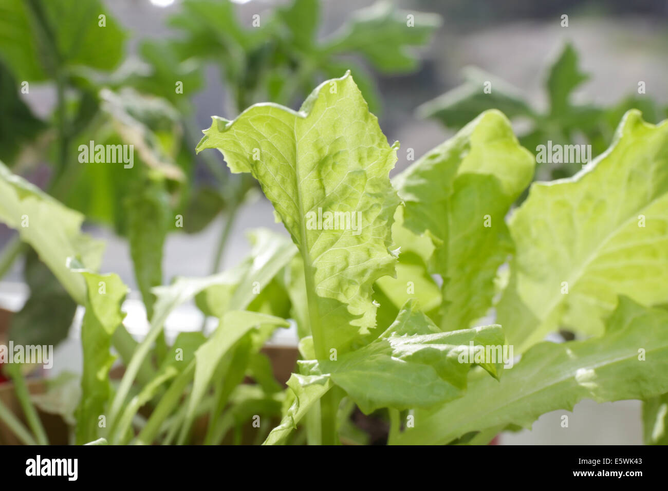 Growing lettuce window hi-res stock photography and images - Alamy
