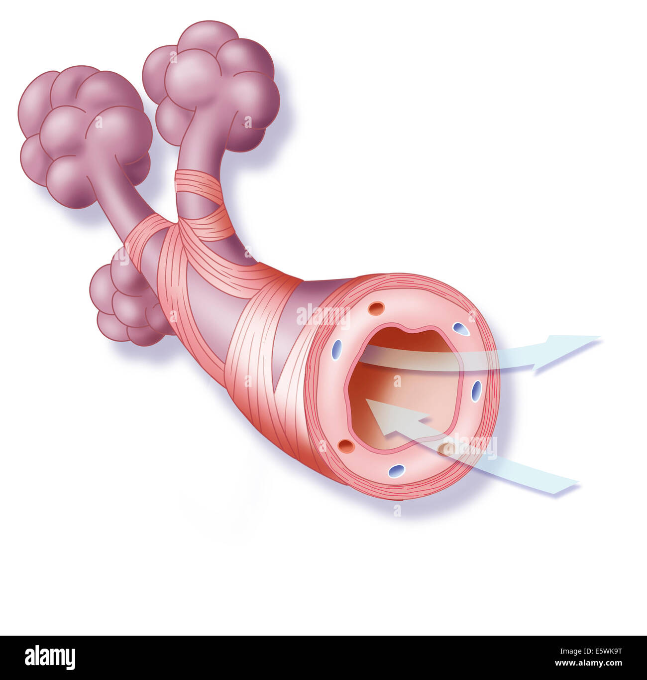 Bronchioles High Resolution Stock Photography and Images - Alamy