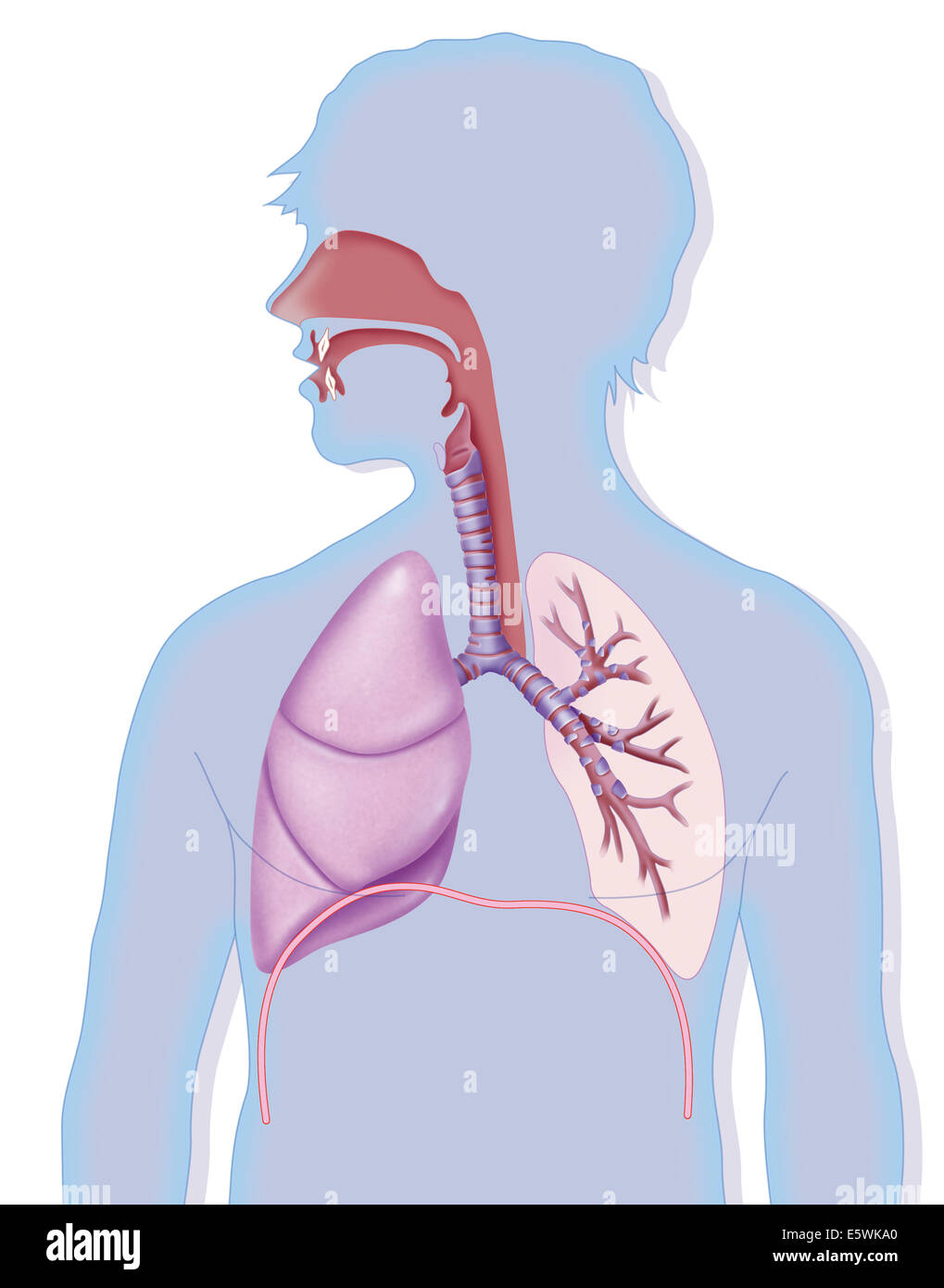 Diaphragm Artwork High Resolution Stock Photography and Images - Alamy