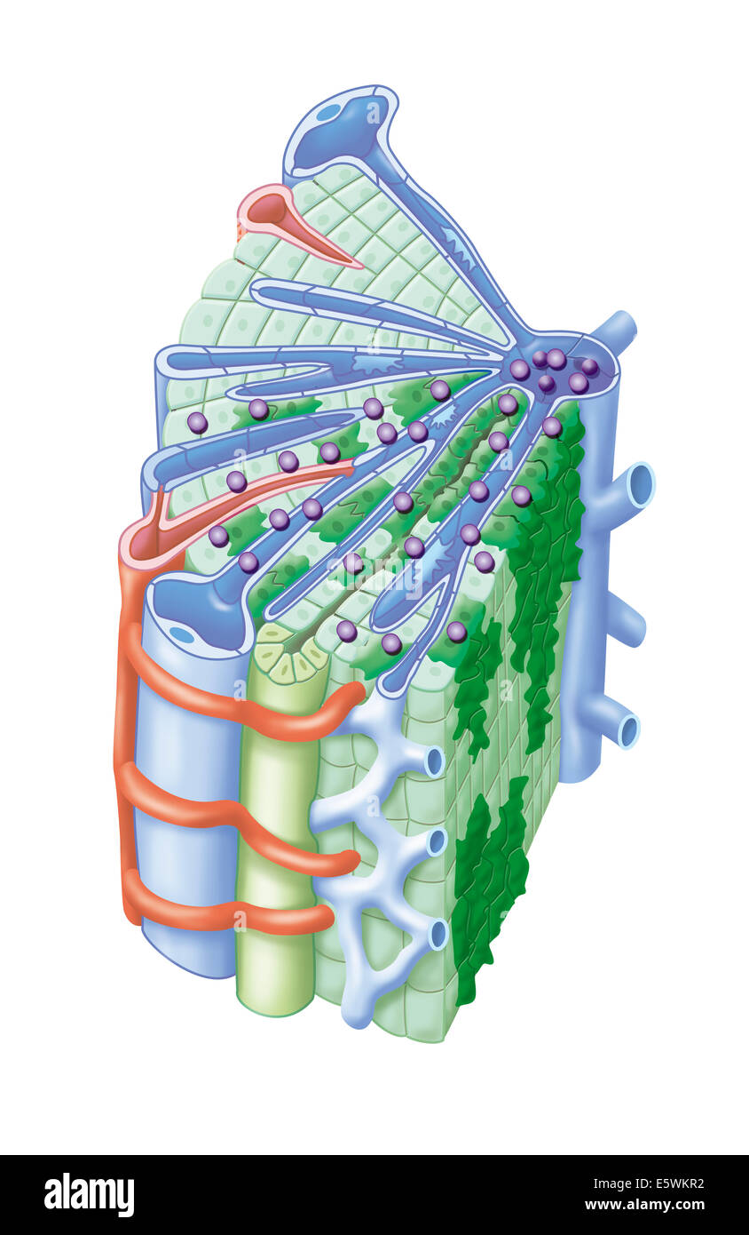 Drawing trees artwork Cut Out Stock Images & Pictures - Alamy