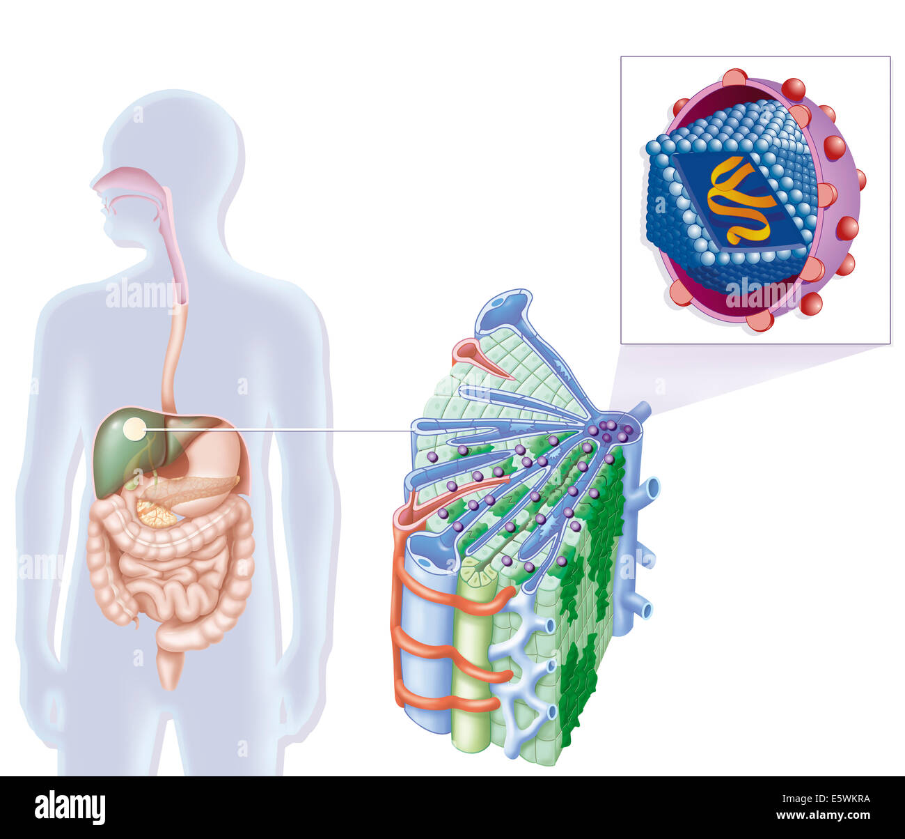 Hepatitis c infection Cut Out Stock Images & Pictures - Alamy