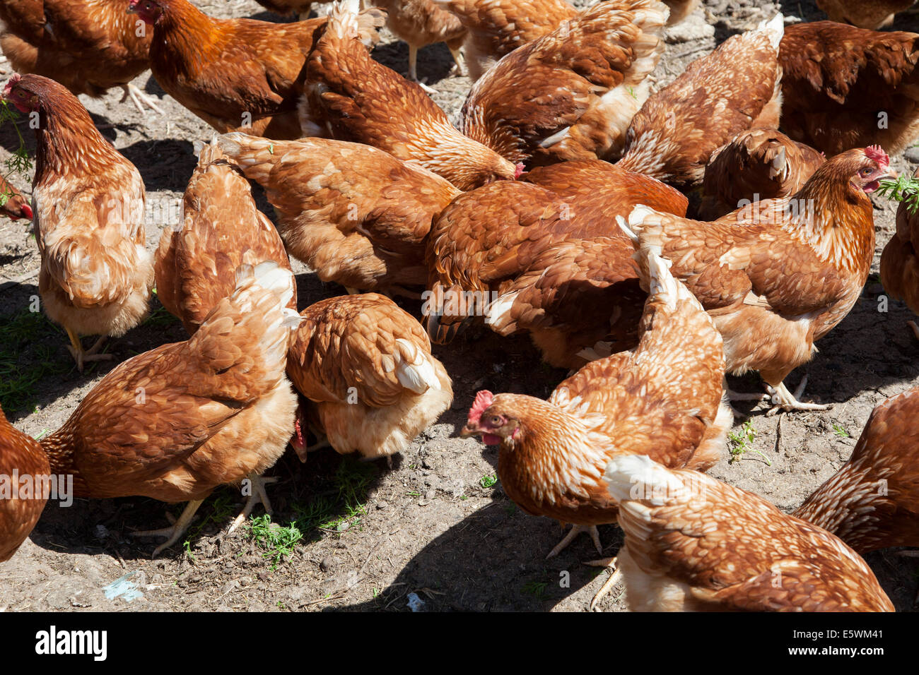 Domestic cultivation hi-res stock photography and images - Alamy