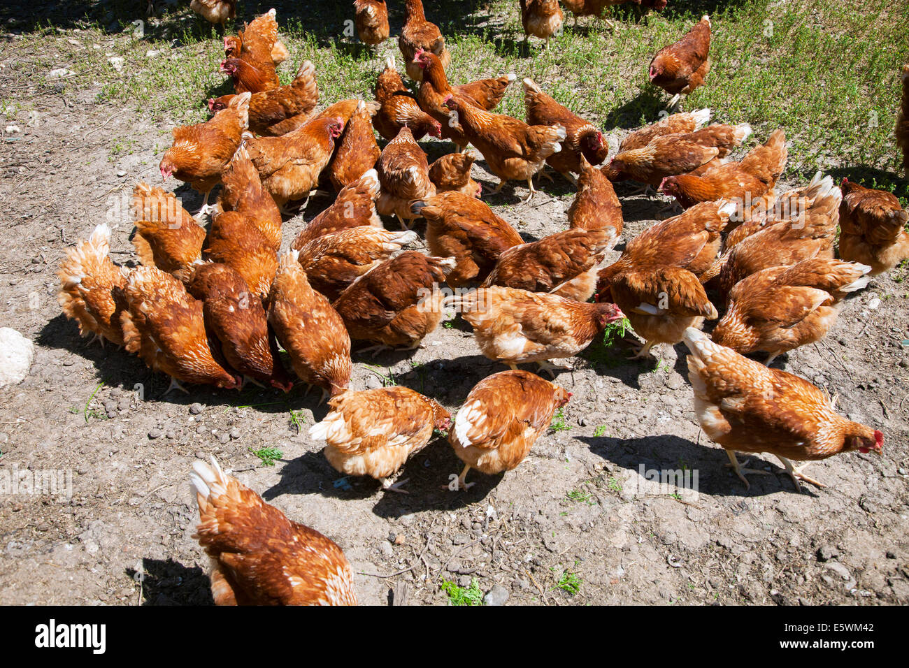Domestic cultivation hi-res stock photography and images - Alamy