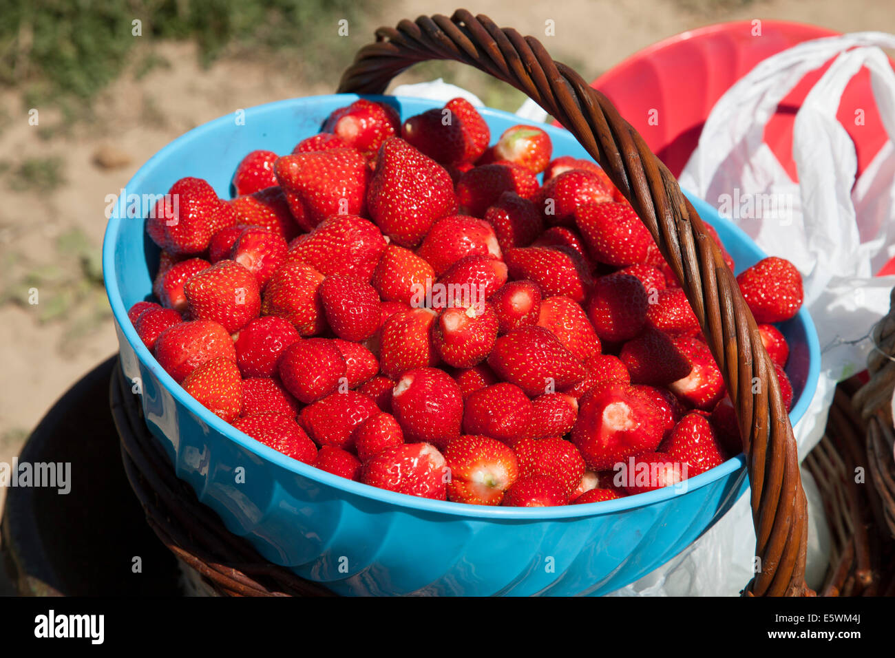 Detailed picking hi-res stock photography and images - Alamy