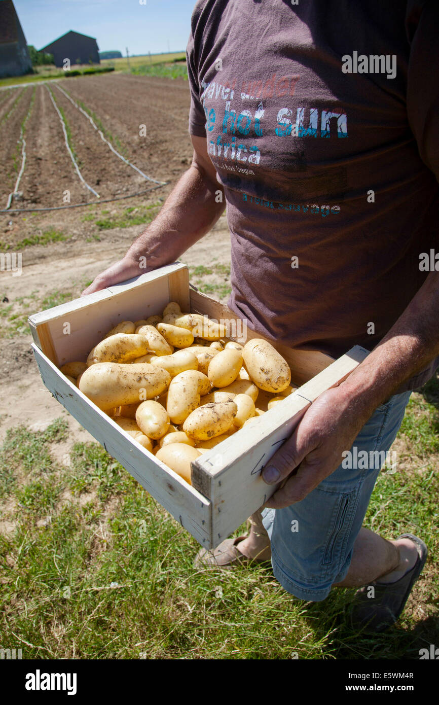 People picking potatoes hi-res stock photography and images - Alamy