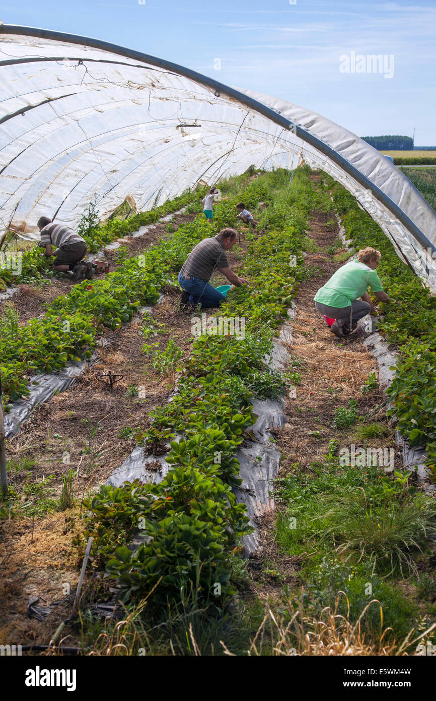 Group of people picking fruit hi-res stock photography and images - Alamy