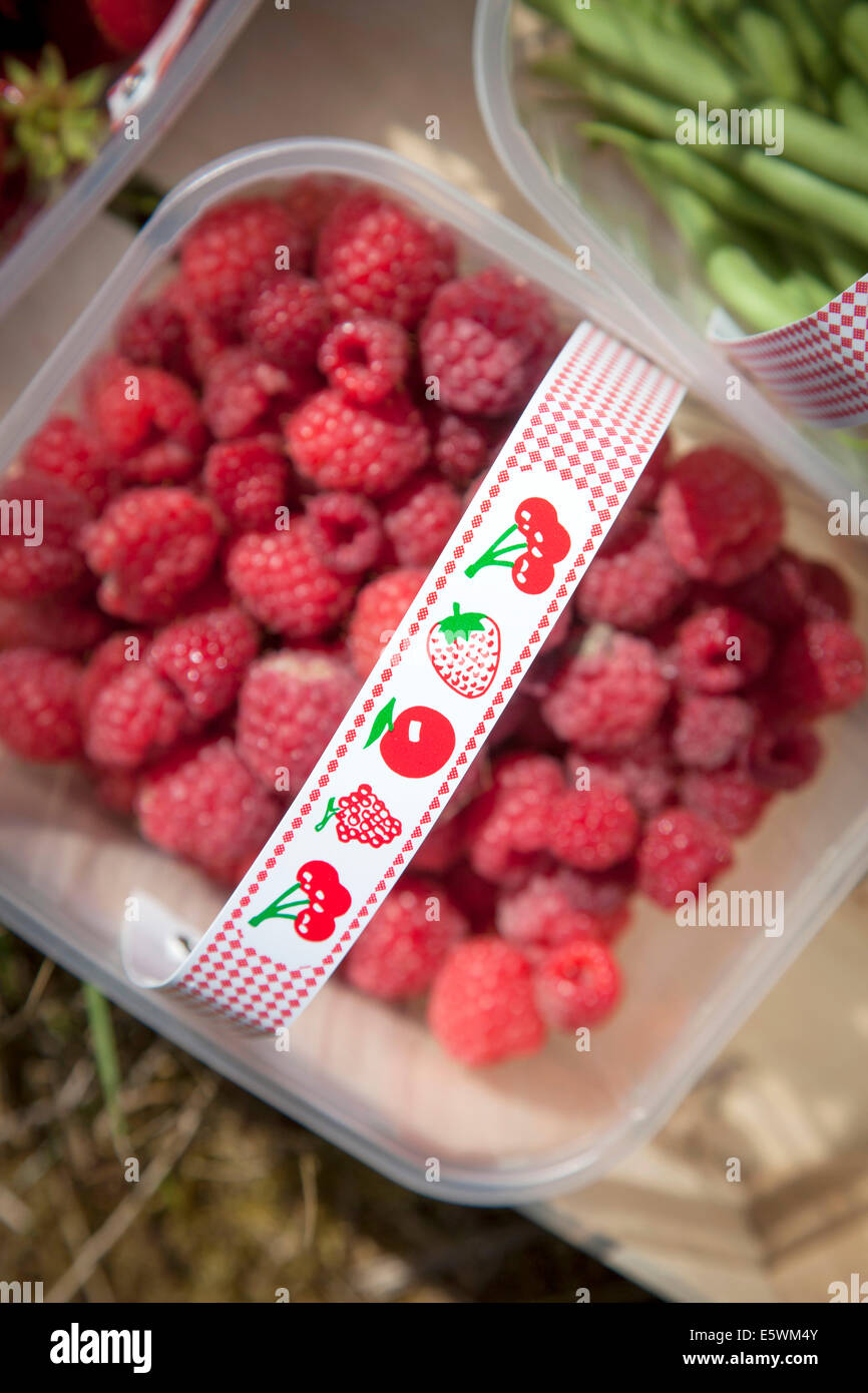 Raspberry Farm Picking High Resolution Stock Photography and Images - Alamy