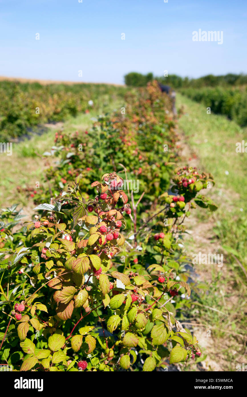 Raspberry Farm Picking High Resolution Stock Photography and Images - Alamy