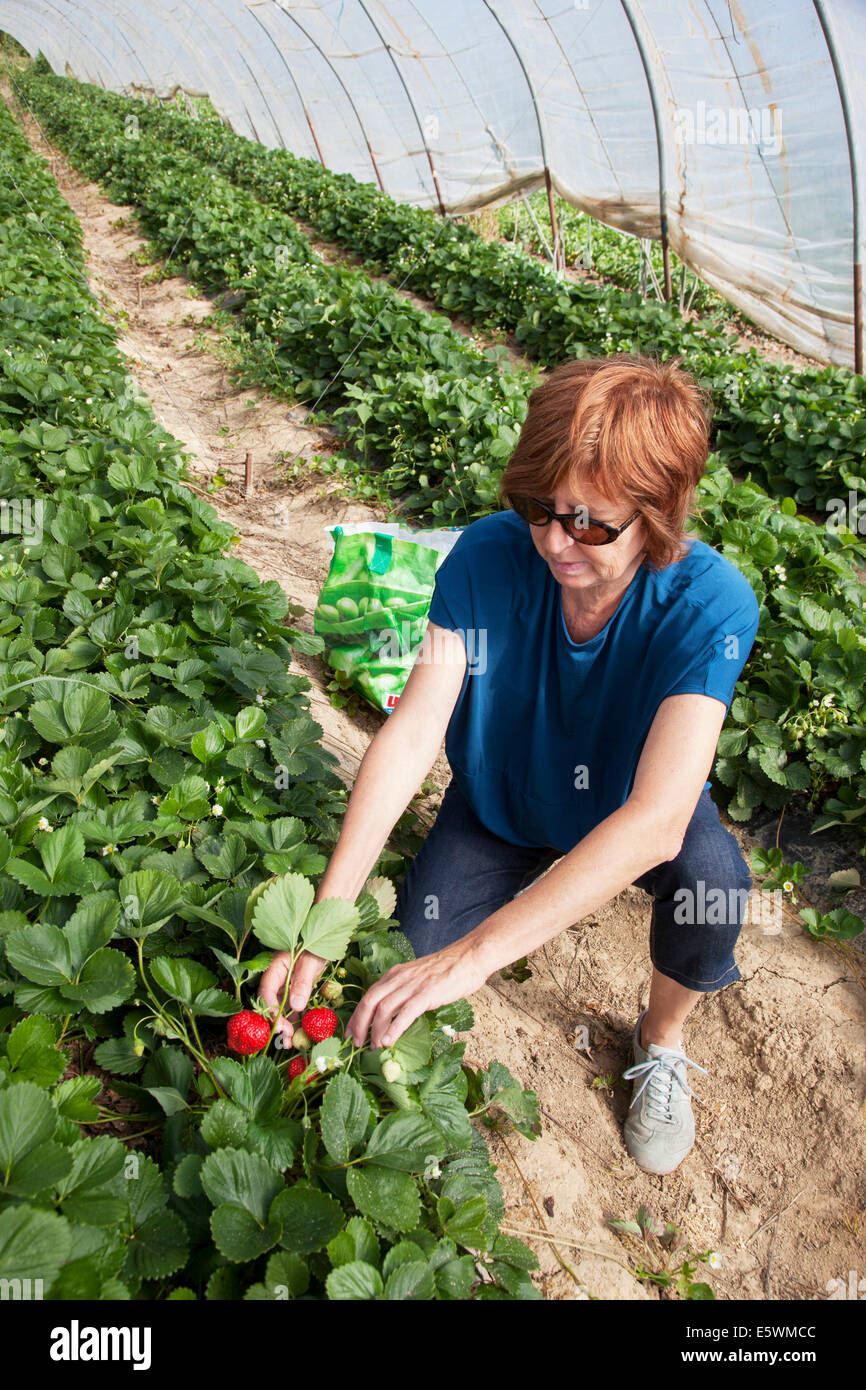 Old woman picking strawberries in hi-res stock photography and images ...