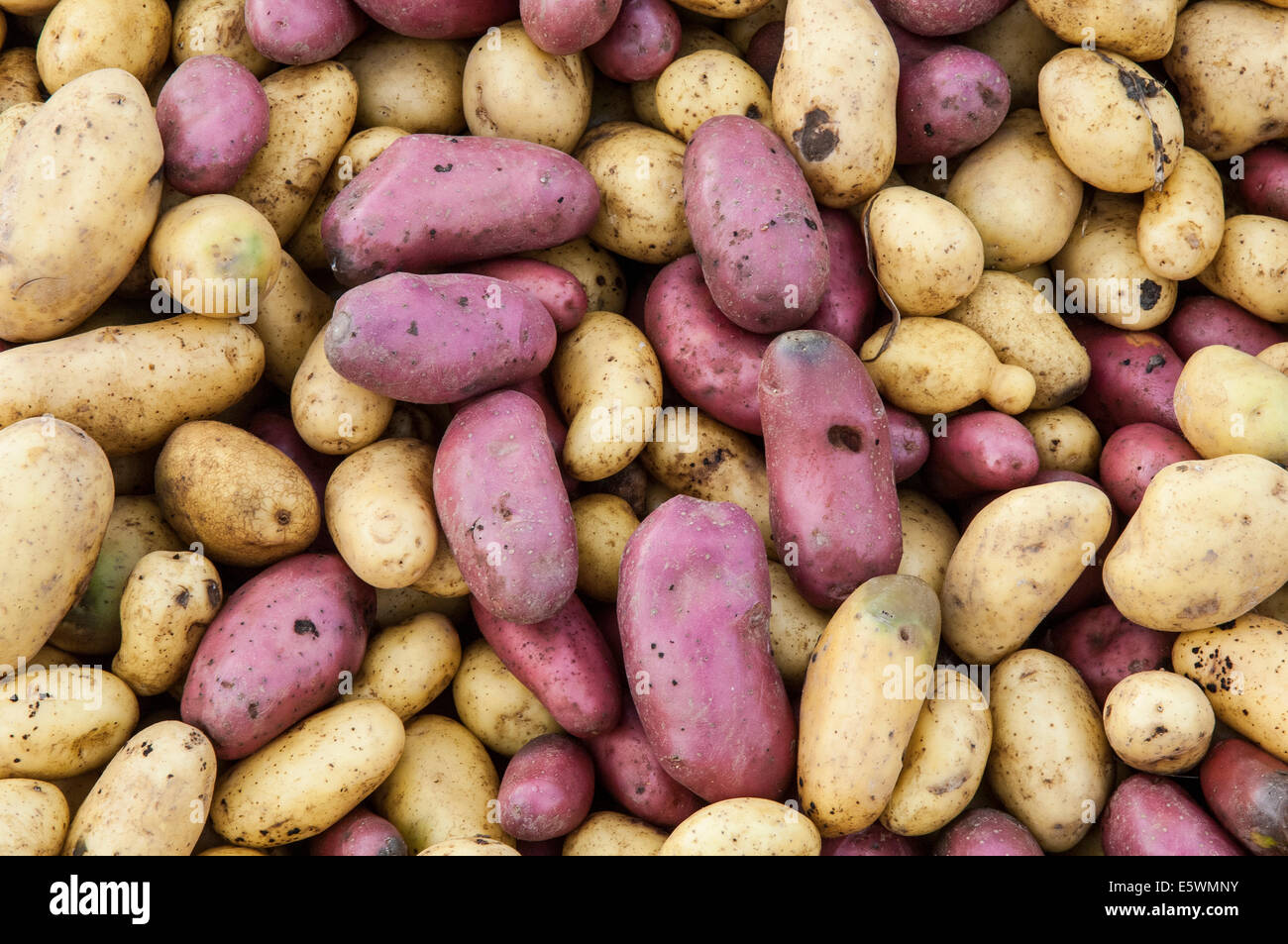 Food farms hi-res stock photography and images - Alamy