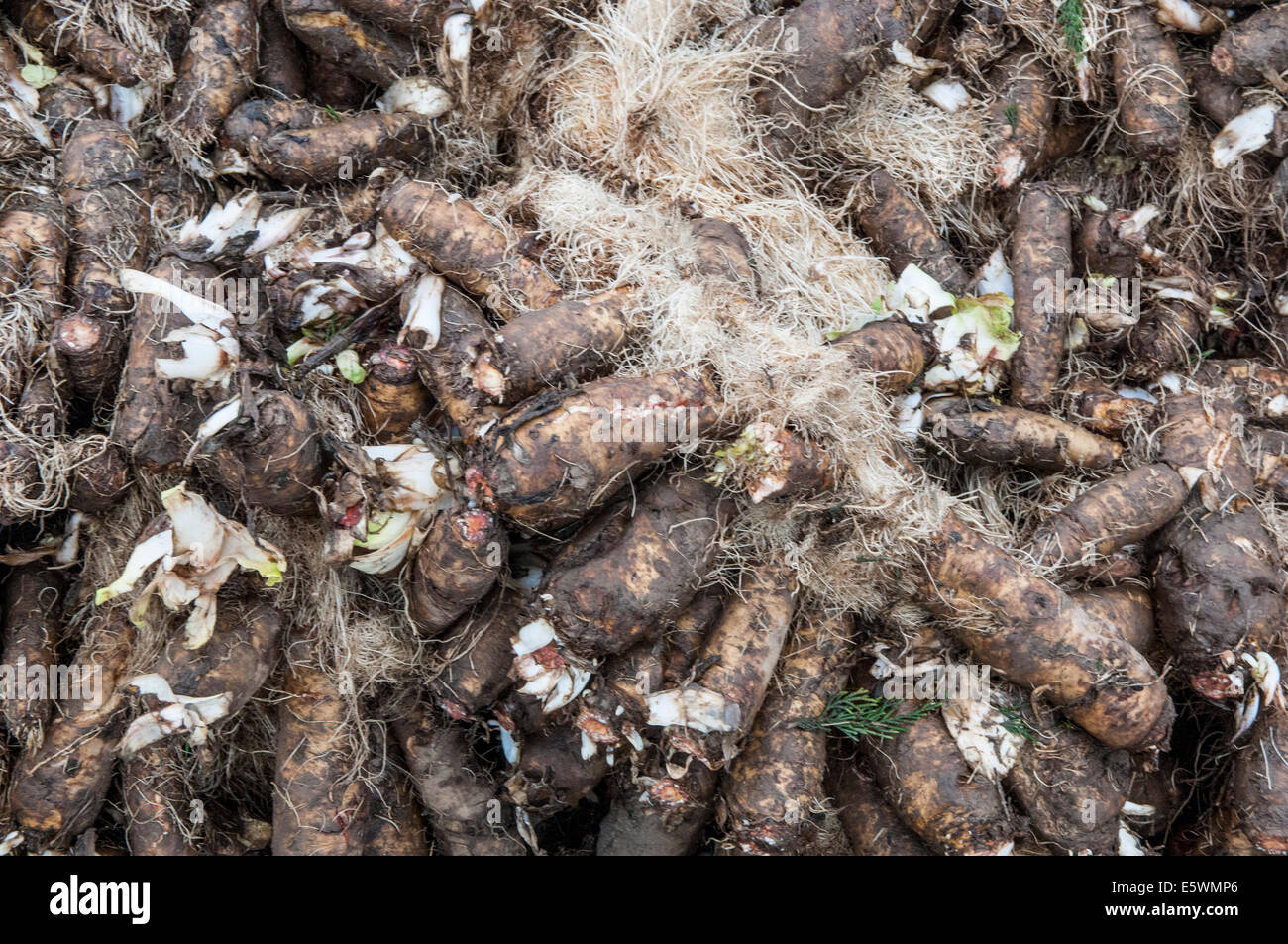 Beet breeding hi-res stock photography and images - Alamy