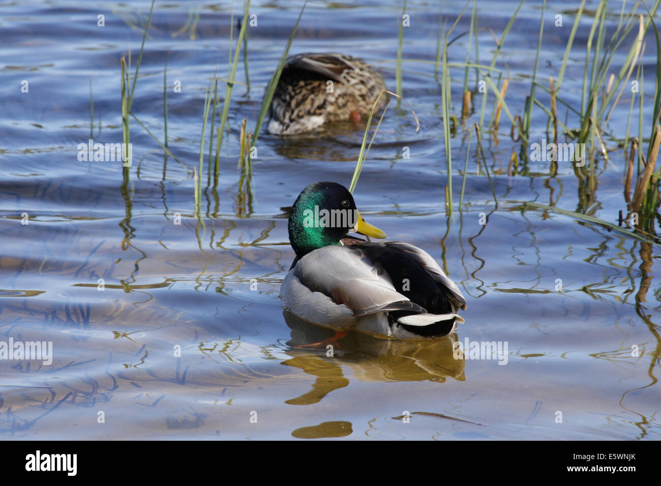 Diving birds hi-res stock photography and images - Alamy