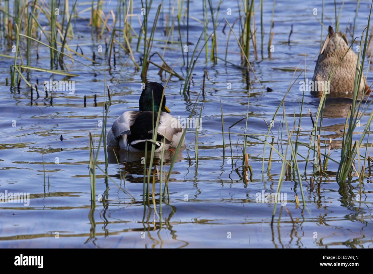 Diving birds hi-res stock photography and images - Alamy