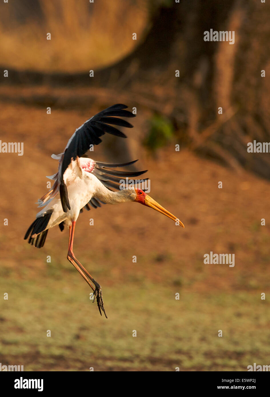 Yellow-billed stork landing on grass, Mana Pools, Zimbabwe Stock Photo ...