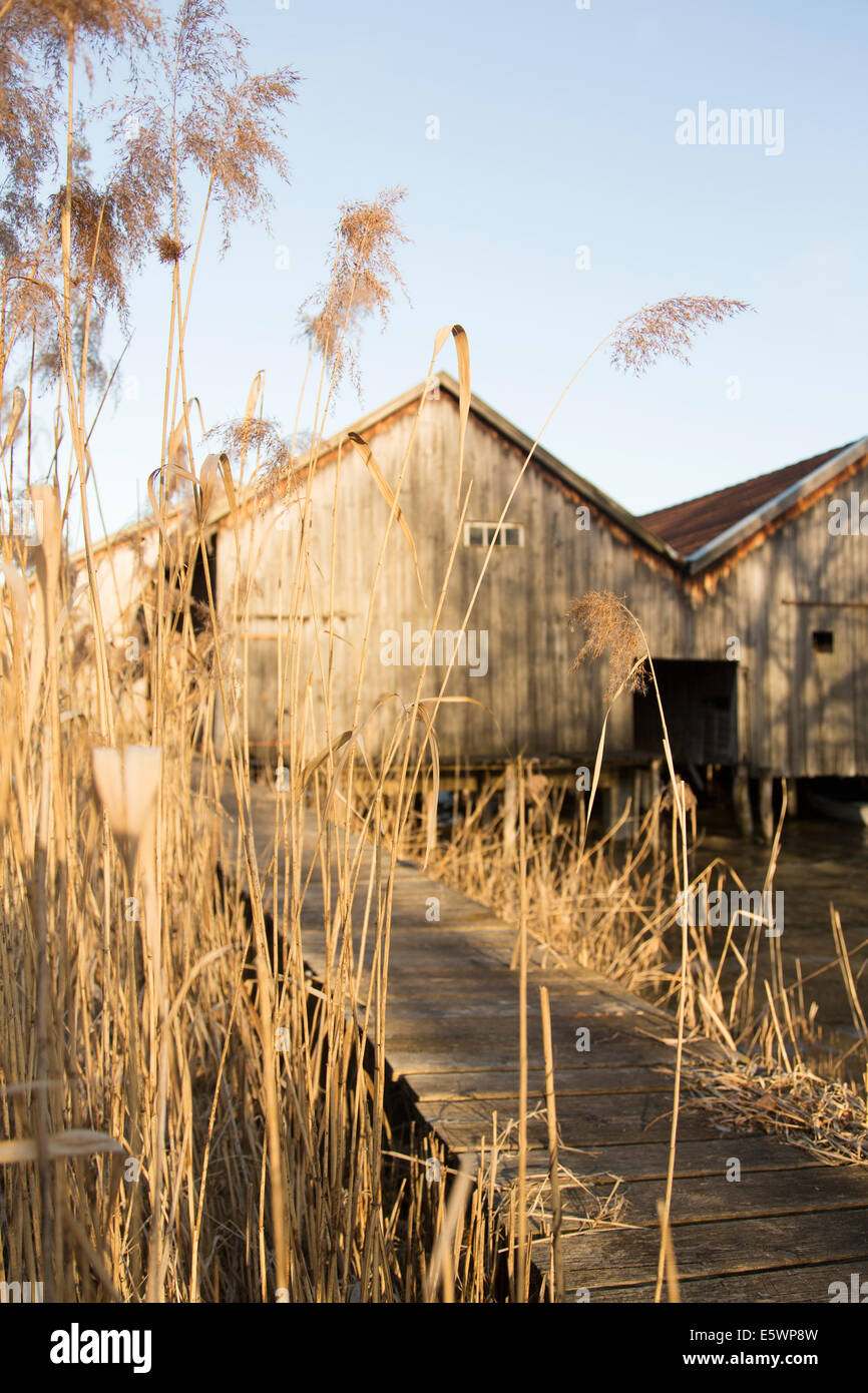 Water reeds with rustic wooden barn and walkway Stock Photo - Alamy