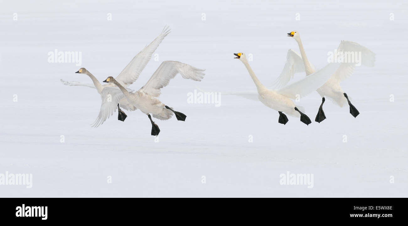 Whooper Swans (Cygnus cygnus), pointing their kids the right way ...