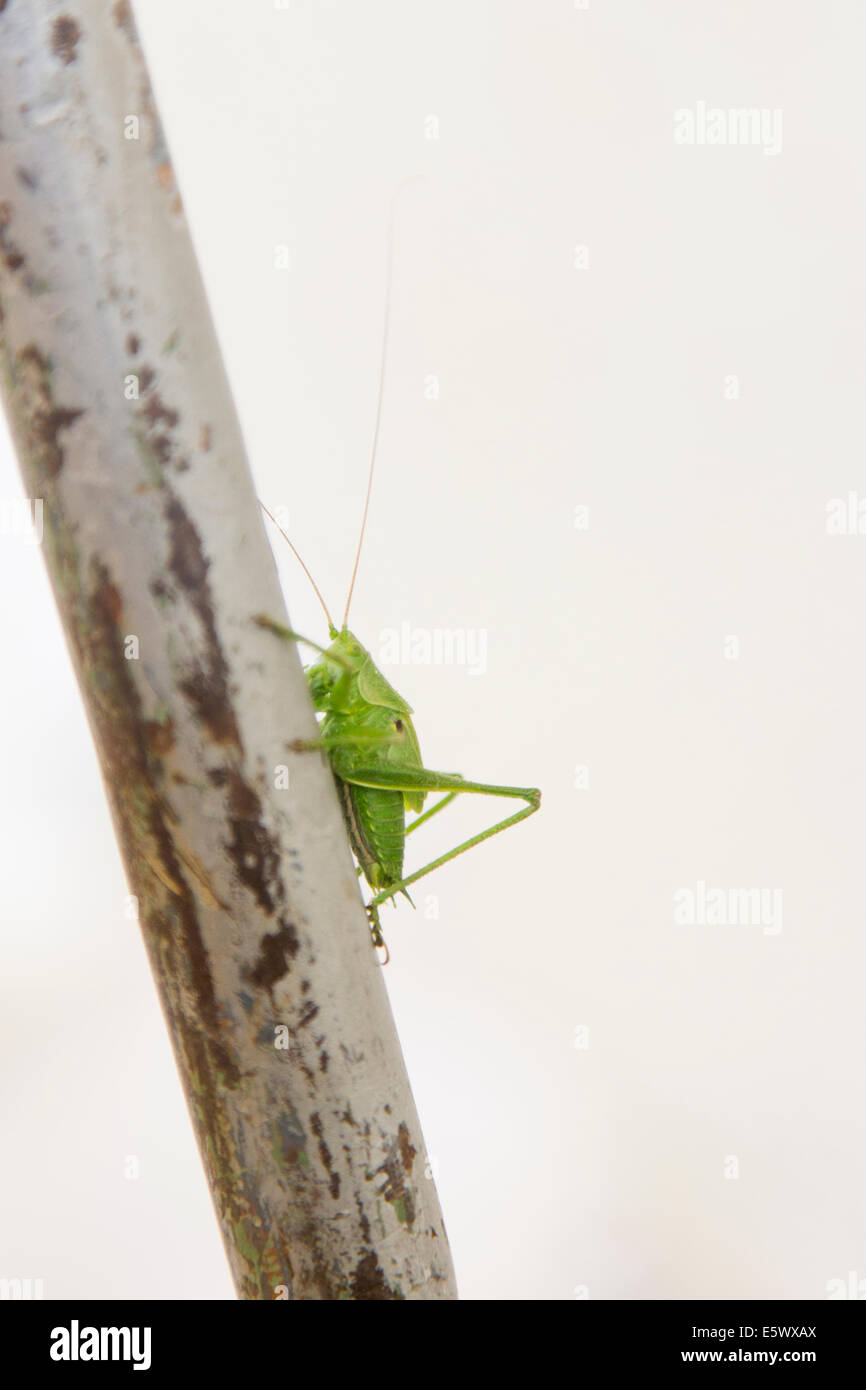 Side view of green cricket on a stem Stock Photo - Alamy
