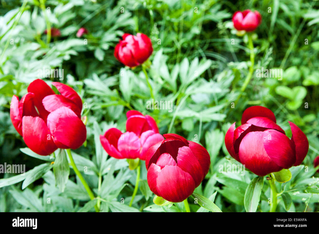 Wild Peonies High Resolution Stock Photography and Images - Alamy