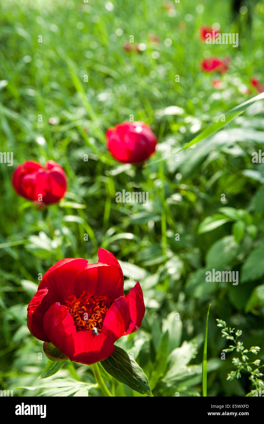 Peony Wild High Resolution Stock Photography and Images - Alamy