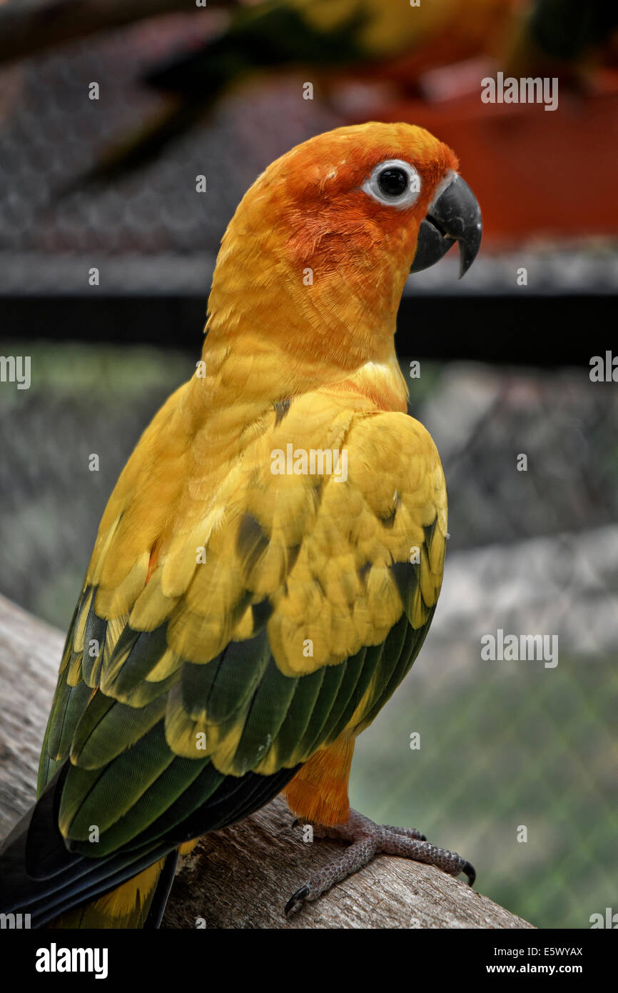 Sun Parakeet, Sun Conure, Aratinga solstitialis, parrot Stock Photo - Alamy