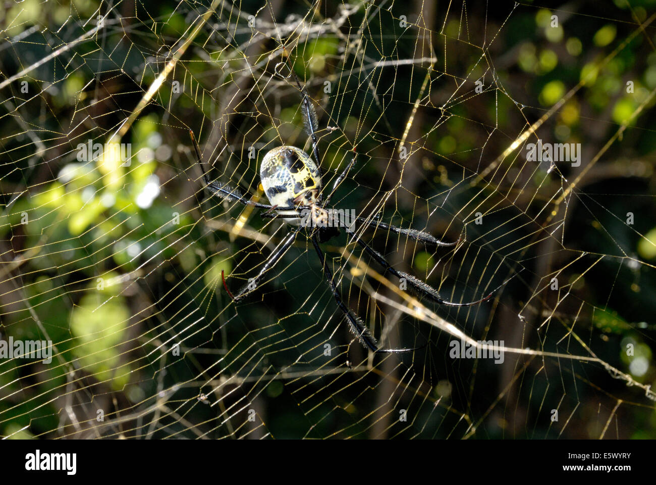 Butter spider or black and yellow banded spider a australis hi-res ...