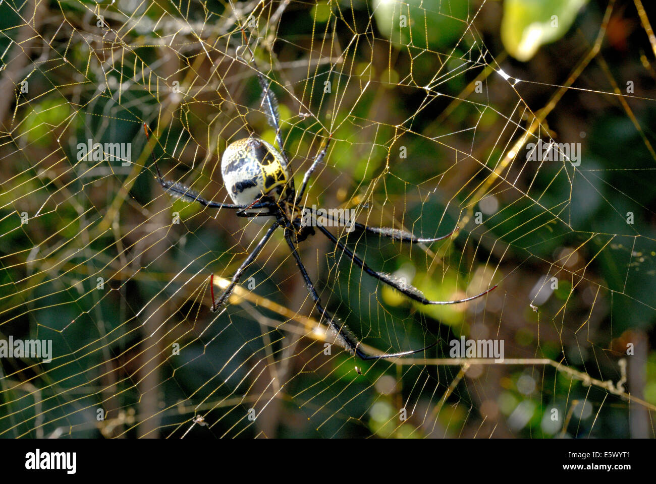 Garden orb-web spider Cape Town South Africa Stock Photo - Alamy