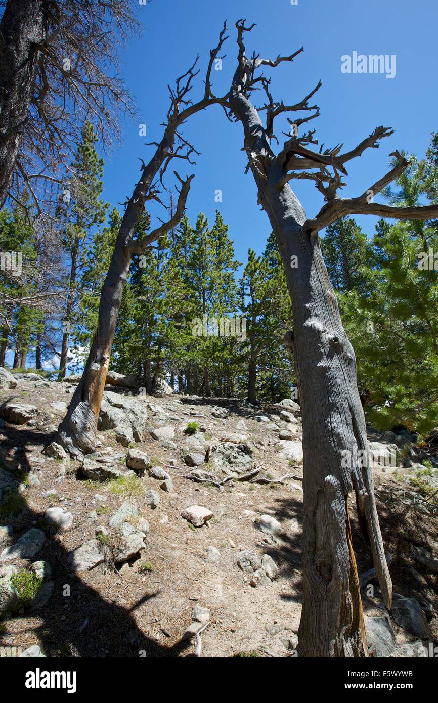 2 Trees growing together in an arch Stock Photo - Alamy