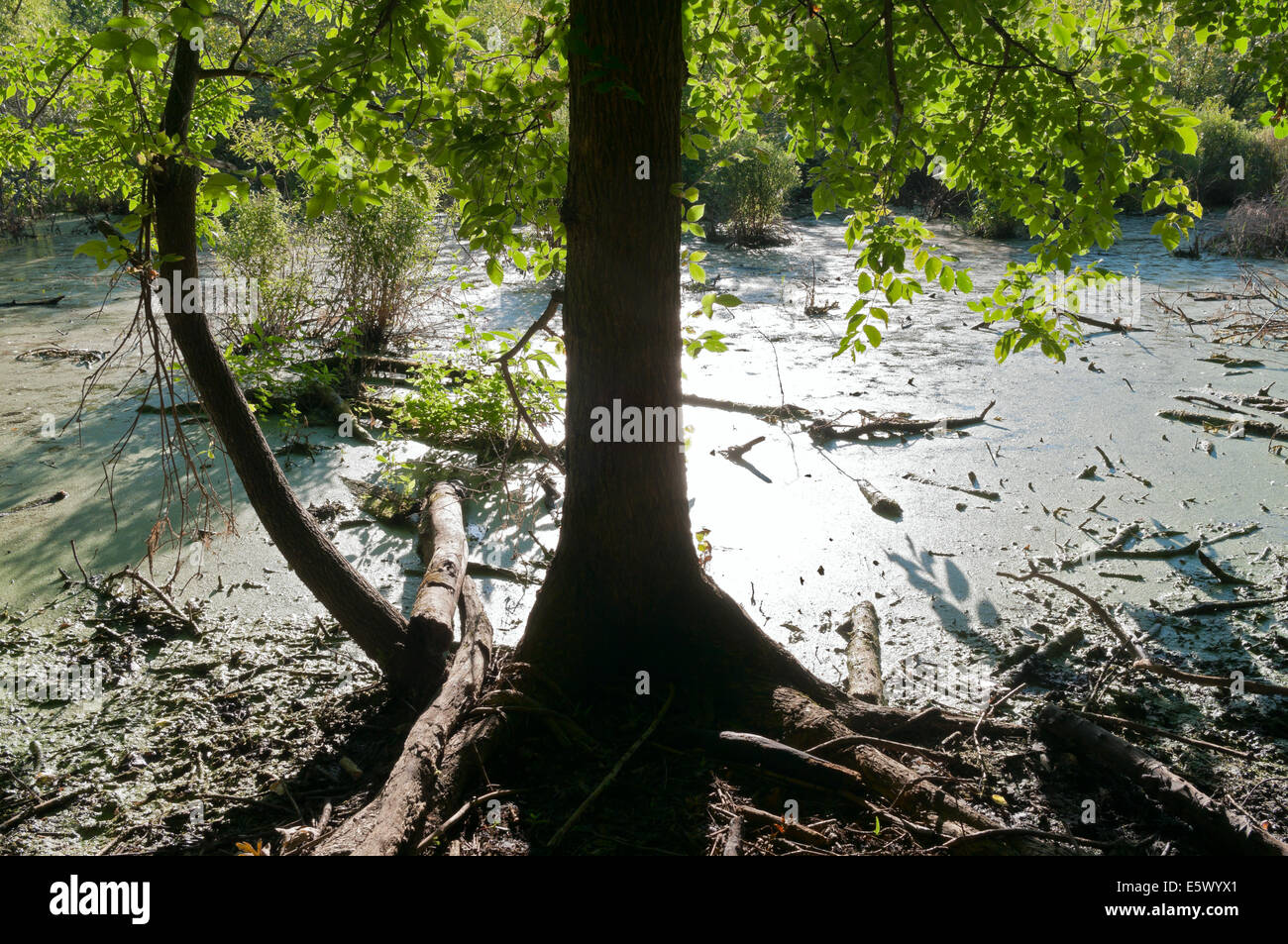 Forest and dead trees around swamp Stock Photo - Alamy