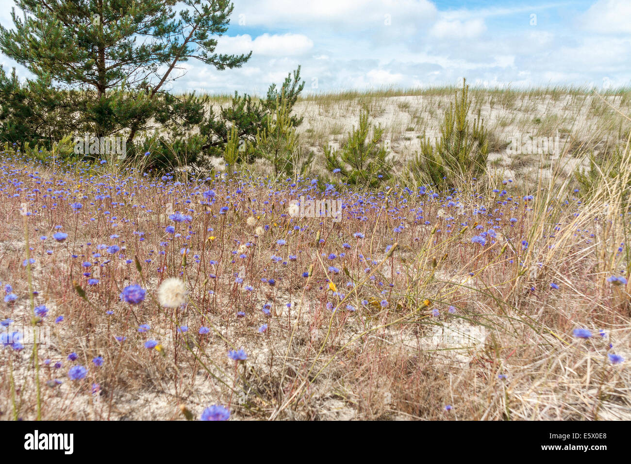 Baltic flowers hi-res stock photography and images - Alamy