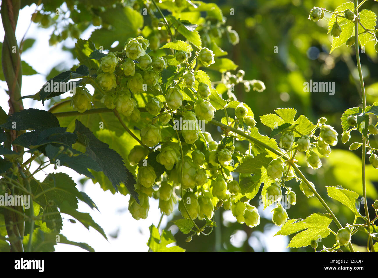 Faversham, Kent, UK 7th August, 2014. Hops (humulus lupulus) ripen in ...
