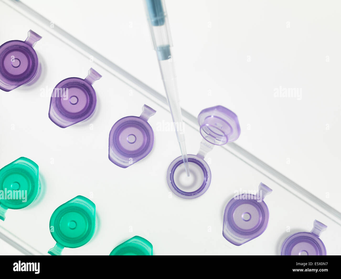 Overhead view of pipetting DNA sample into microcentrifuge tubes Stock ...