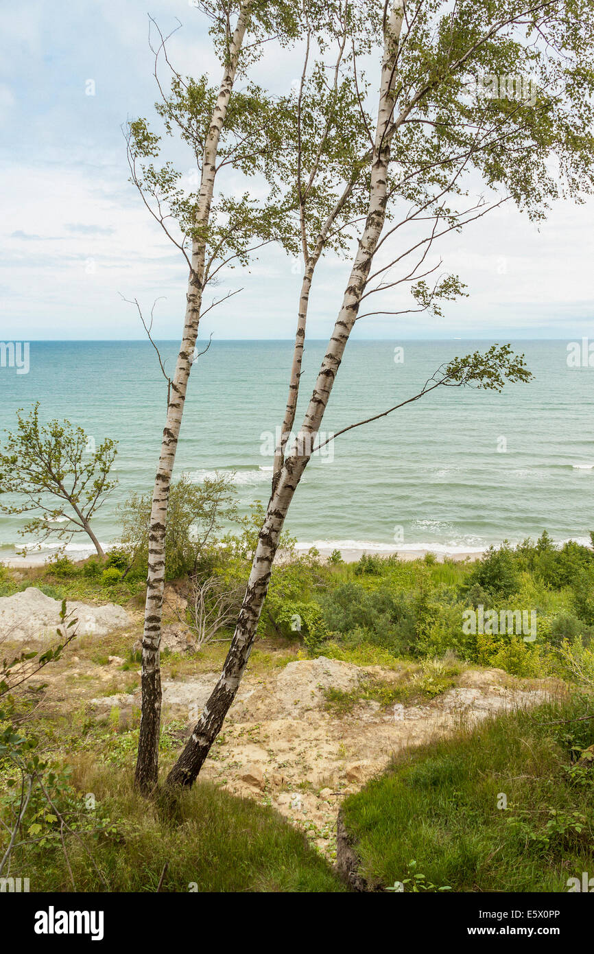 Birch trees on a cliff in Jastrzębia Góra, Poland Stock Photo - Alamy