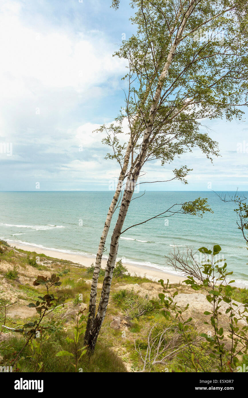 Trees on a cliff hi-res stock photography and images - Alamy