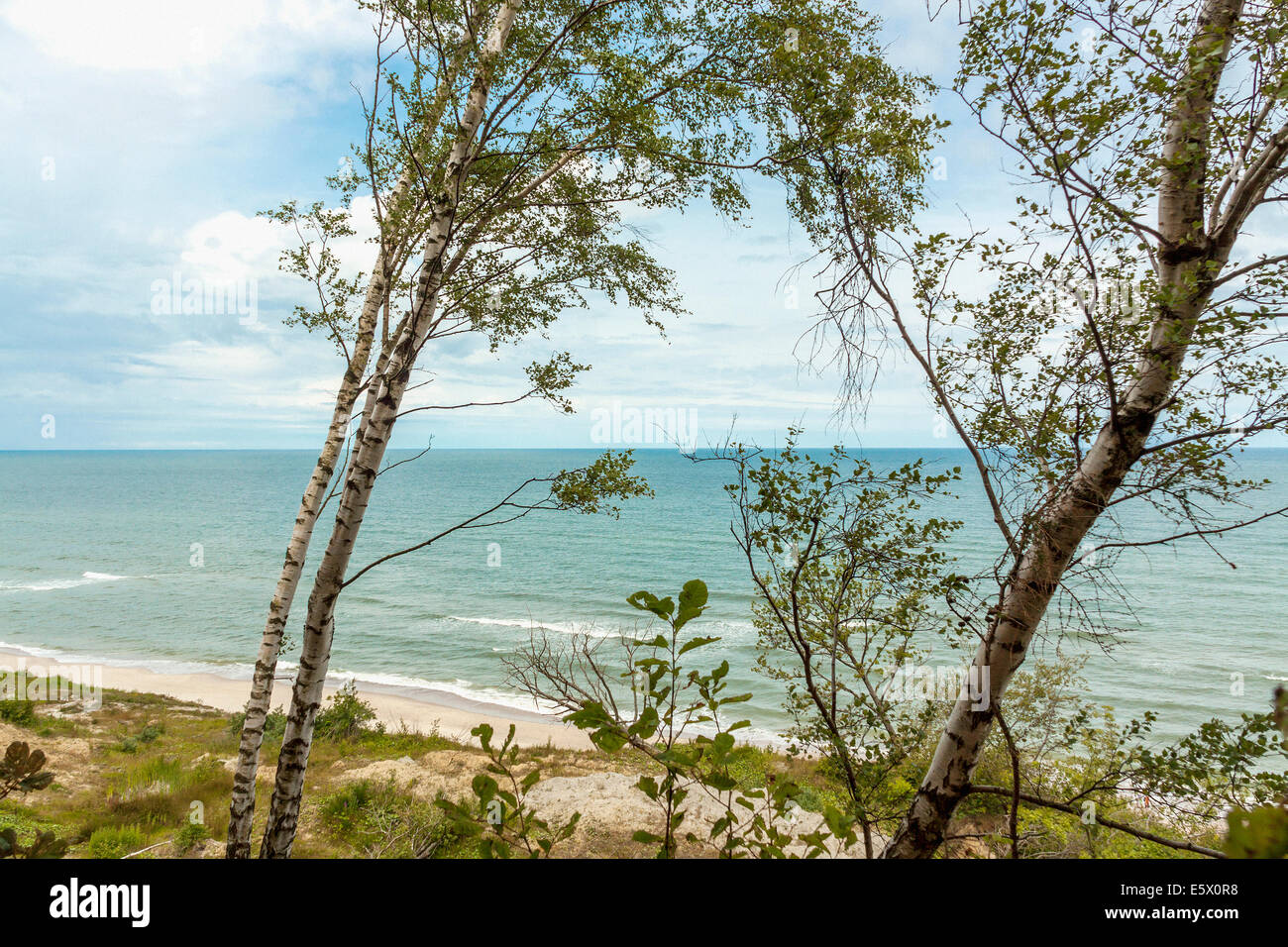 Baltic birch trees hi-res stock photography and images - Alamy