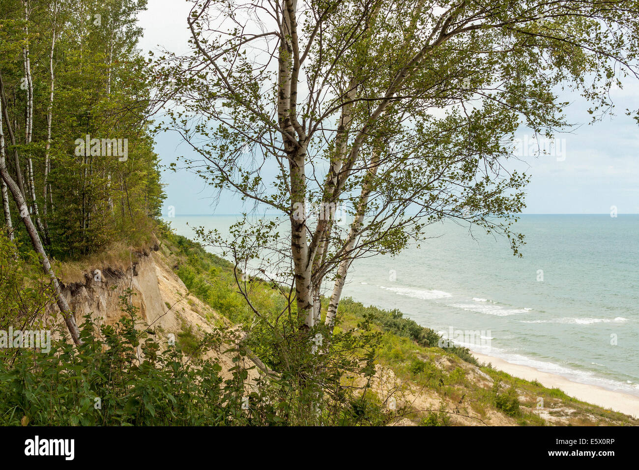Baltic birch trees hi-res stock photography and images - Alamy