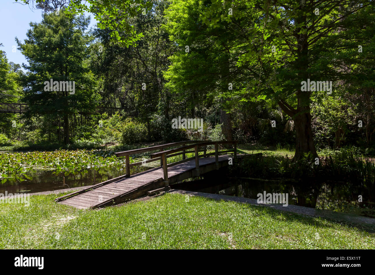A low wooden bridge crosses a picturesque pond lined by Cypress trees ...