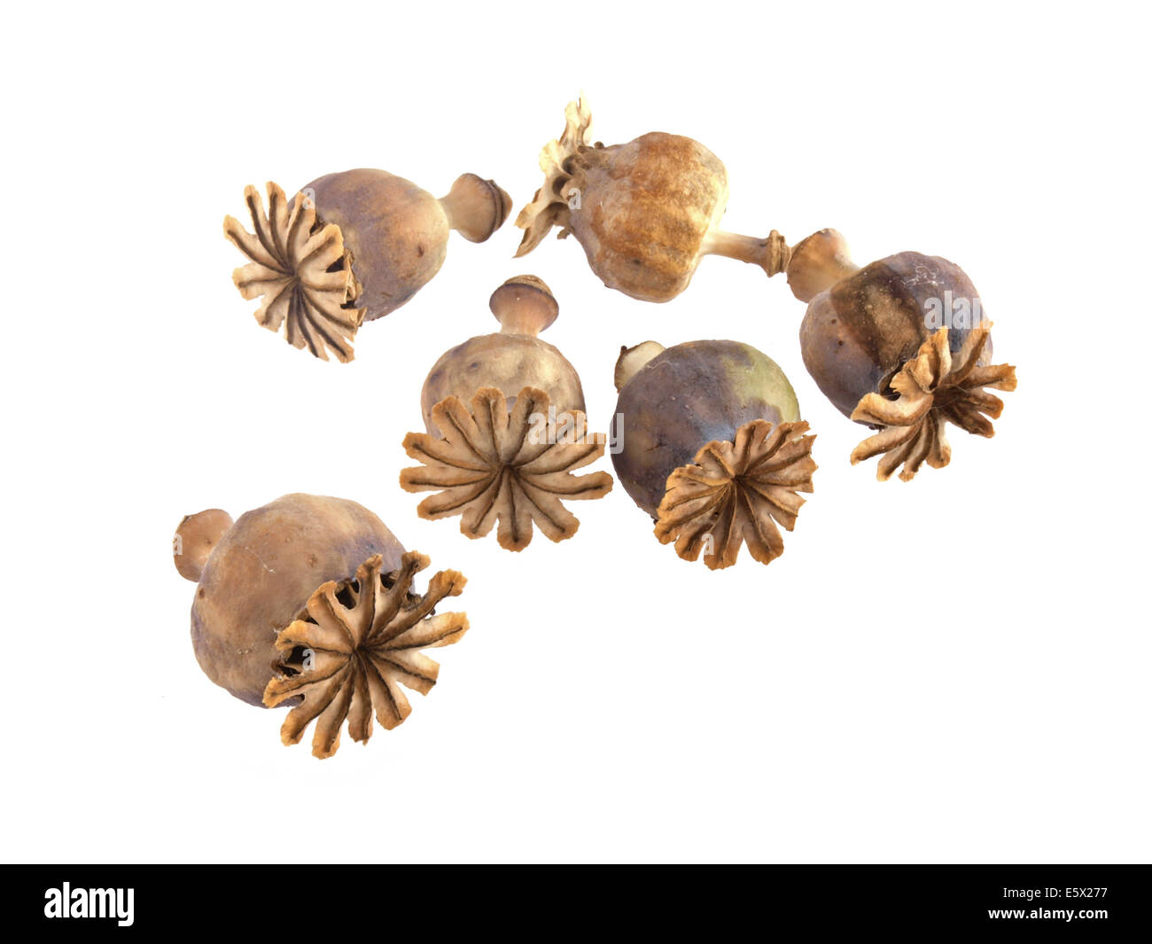 Dried poppy head on a white background Stock Photo - Alamy