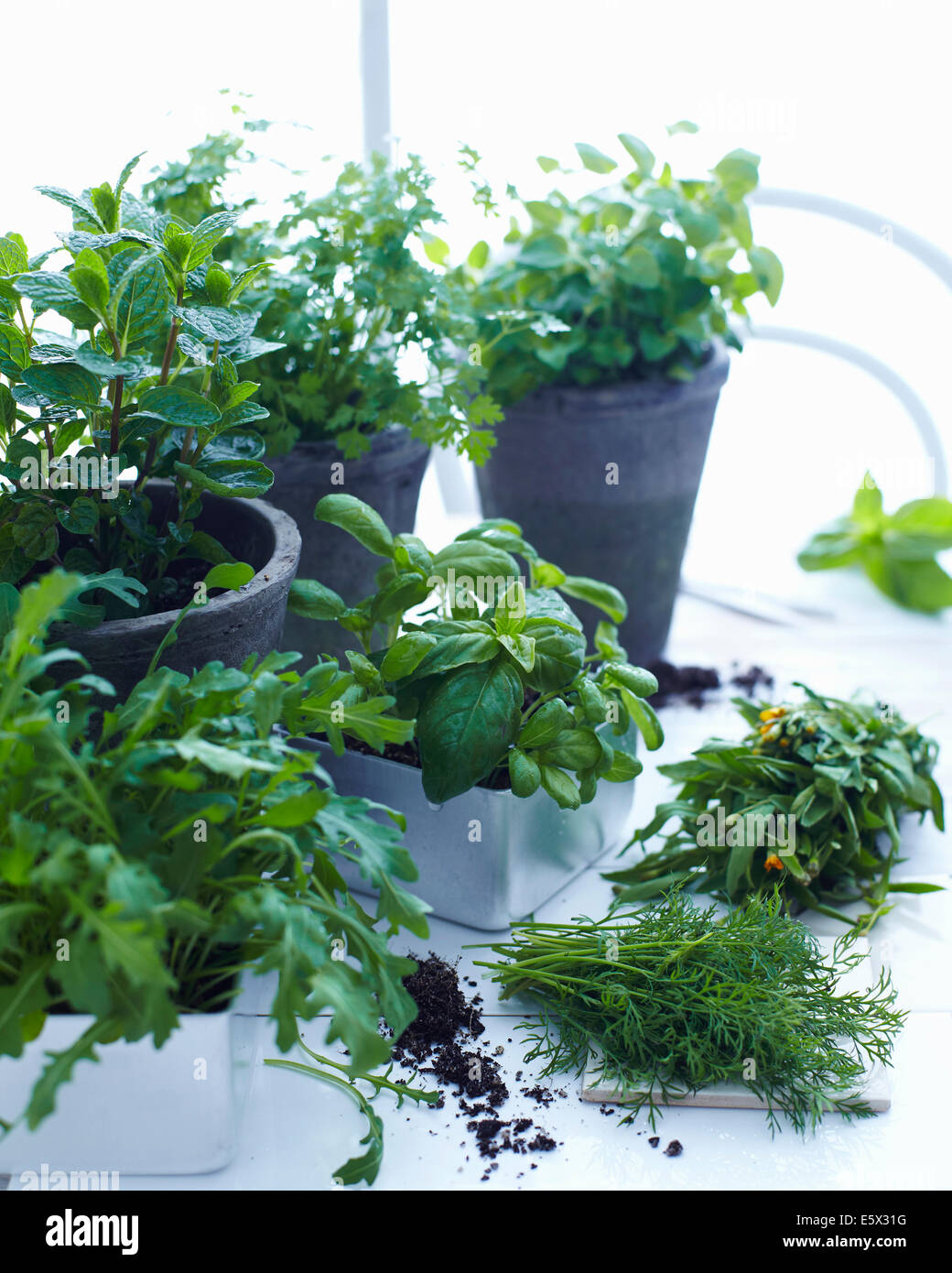 Selection of potted and cut fresh herbs Stock Photo - Alamy