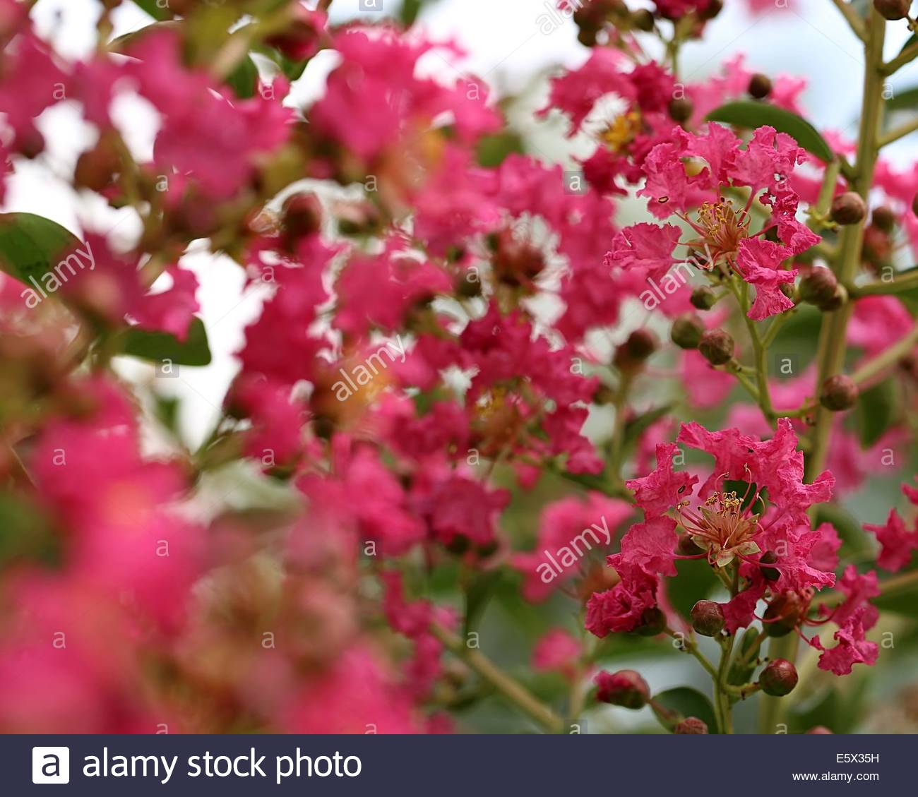 Lagerstroemia indica x yangtze hi-res stock photography and images - Alamy