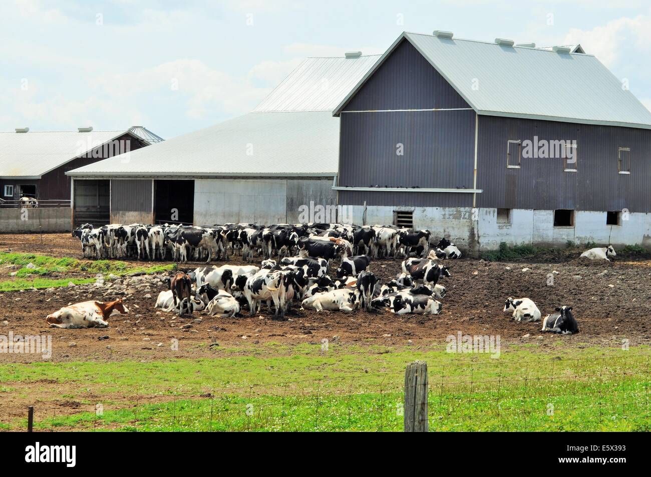 feeding time on the farm Stock Photo - Alamy