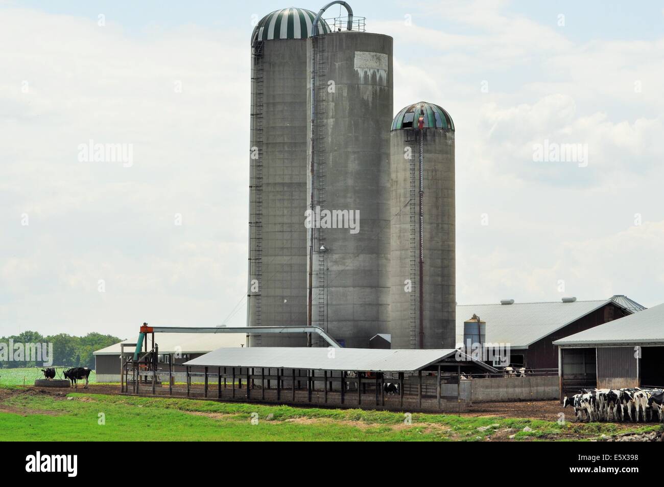 silo's on the dairy farm Stock Photo, Royalty Free Image: 72488116 - Alamy
