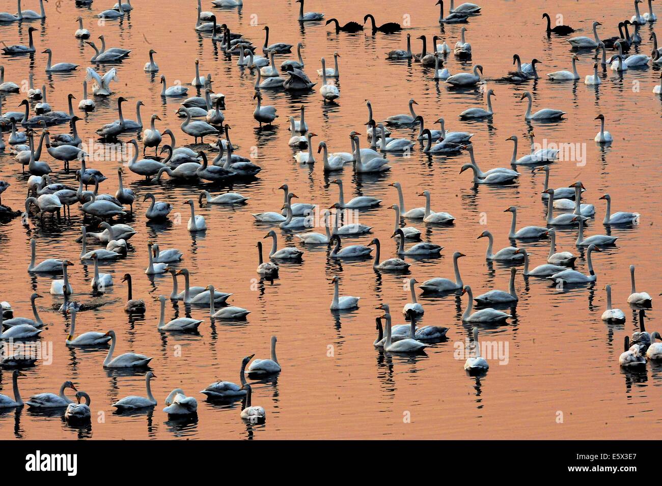(140807) --ZHENGZHOU, Aug. 7, 2014 (Xinhua) -- A group of white swans ...