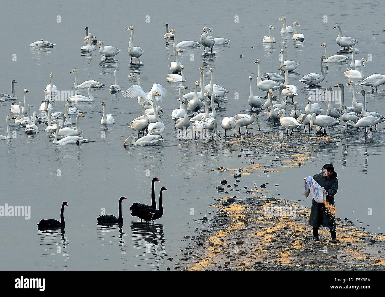 (140807) --ZHENGZHOU, Aug. 7, 2014 (Xinhua) -- A worker scatters ...