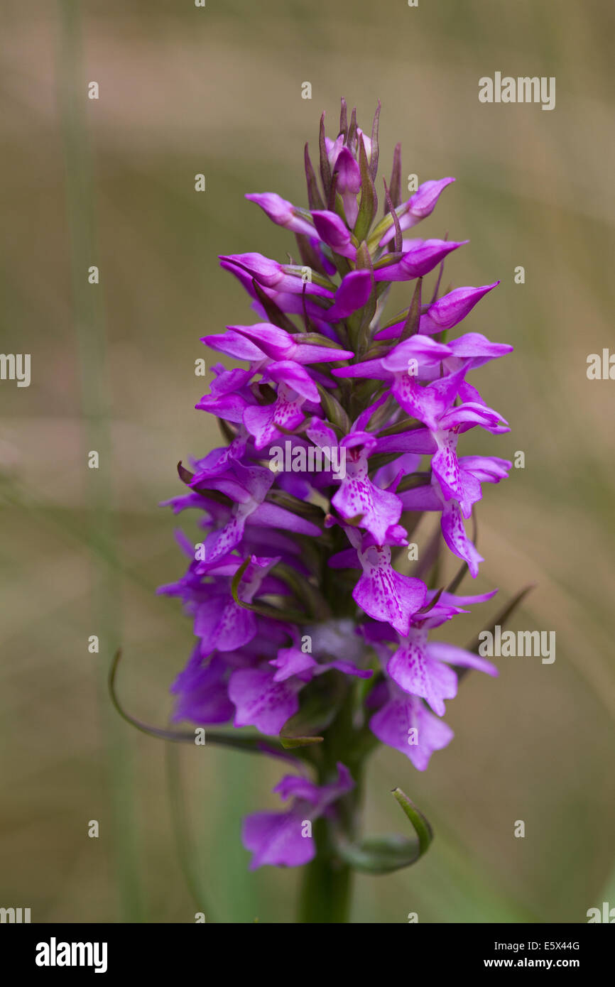 Dactylorhiza purpurella hi-res stock photography and images - Alamy