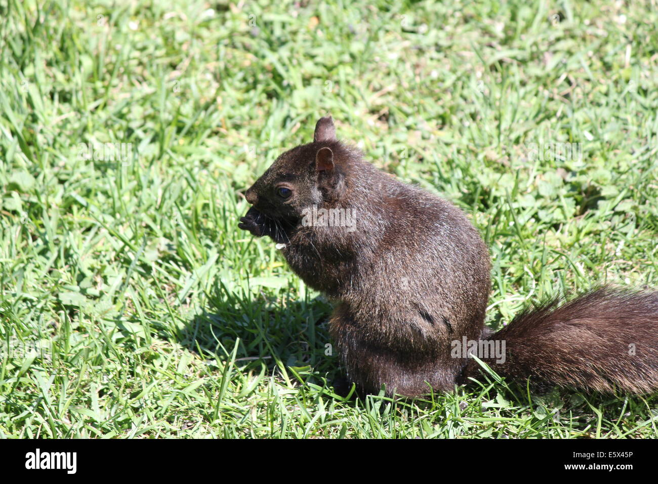 Black squirrel sitting in the grass eating bird seed Stock Photo - Alamy