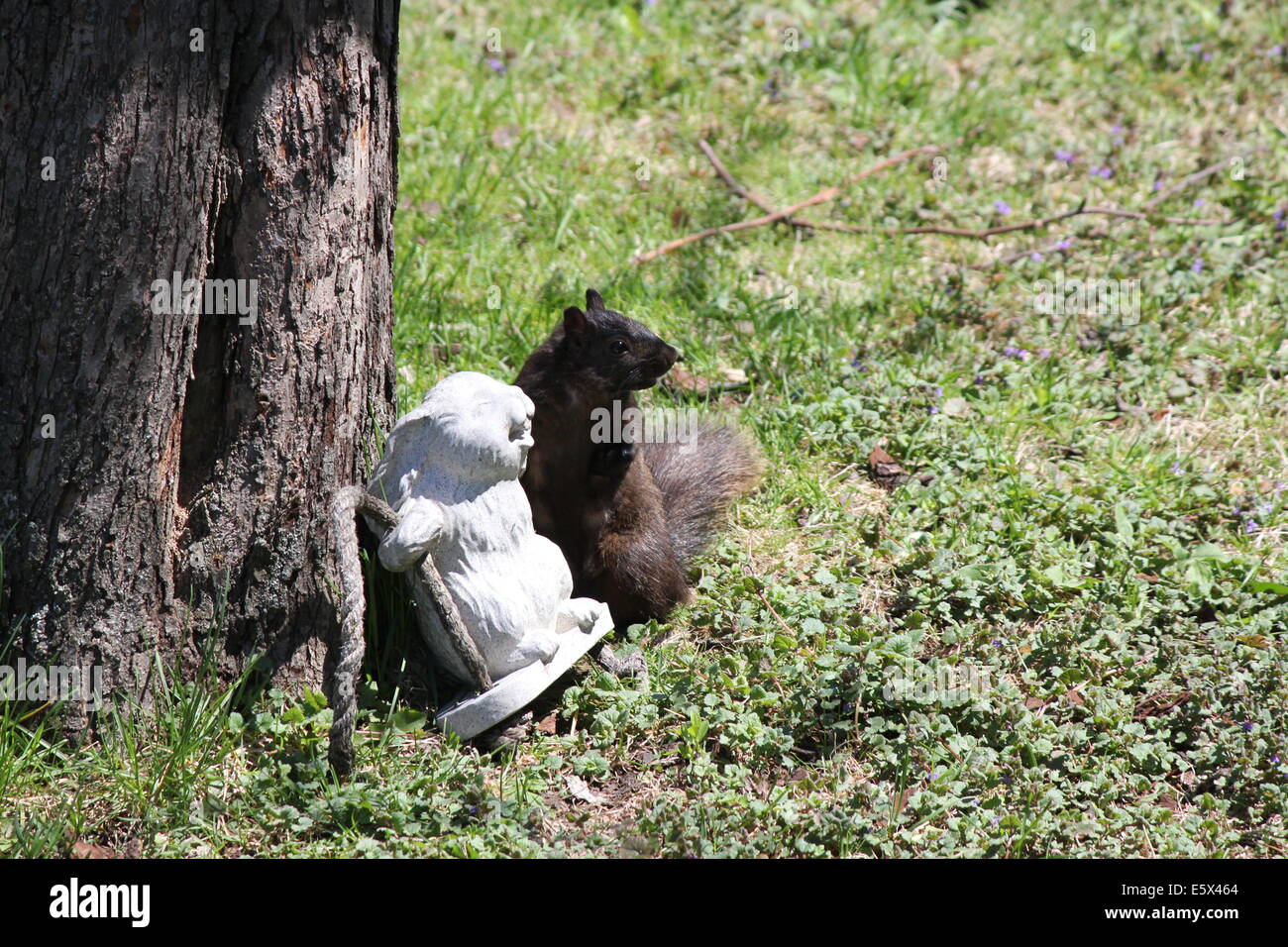 Squirrel on swing hi-res stock photography and images - Alamy