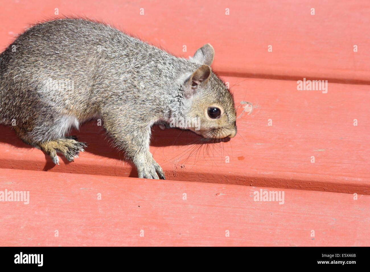 Young squirrel on porch deck, sniffing at something Stock Photo - Alamy