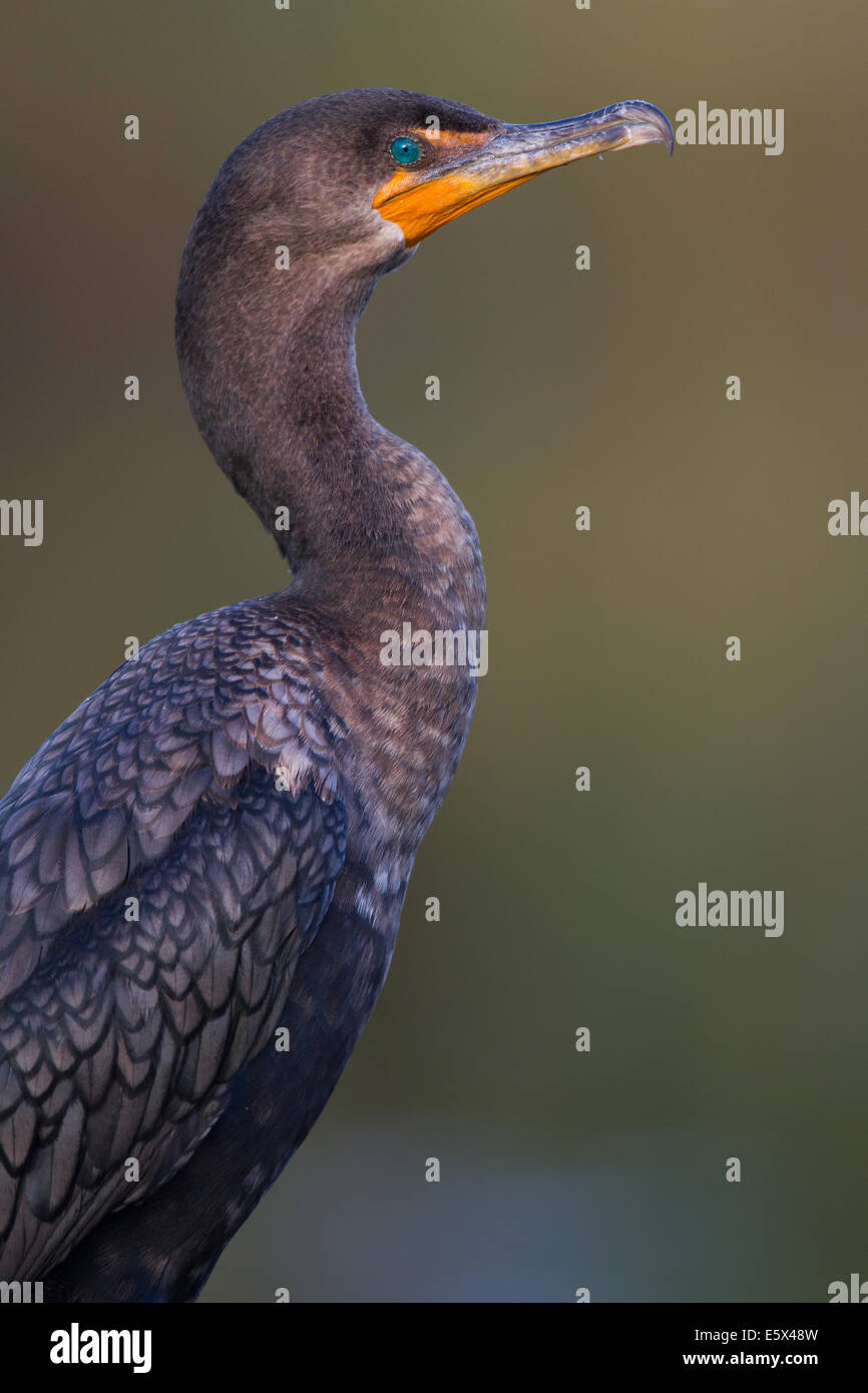 Cormorant Eye Stock Photos & Cormorant Eye Stock Images - Alamy